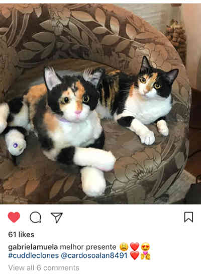 Tortoiseshell Cat Stuffed Animal | Get A Custom Tortoiseshell Cat Plush ...